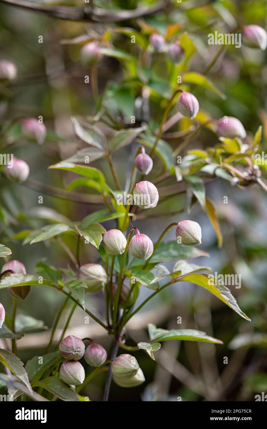 Clematis buds hi-res stock photography and images - Alamy