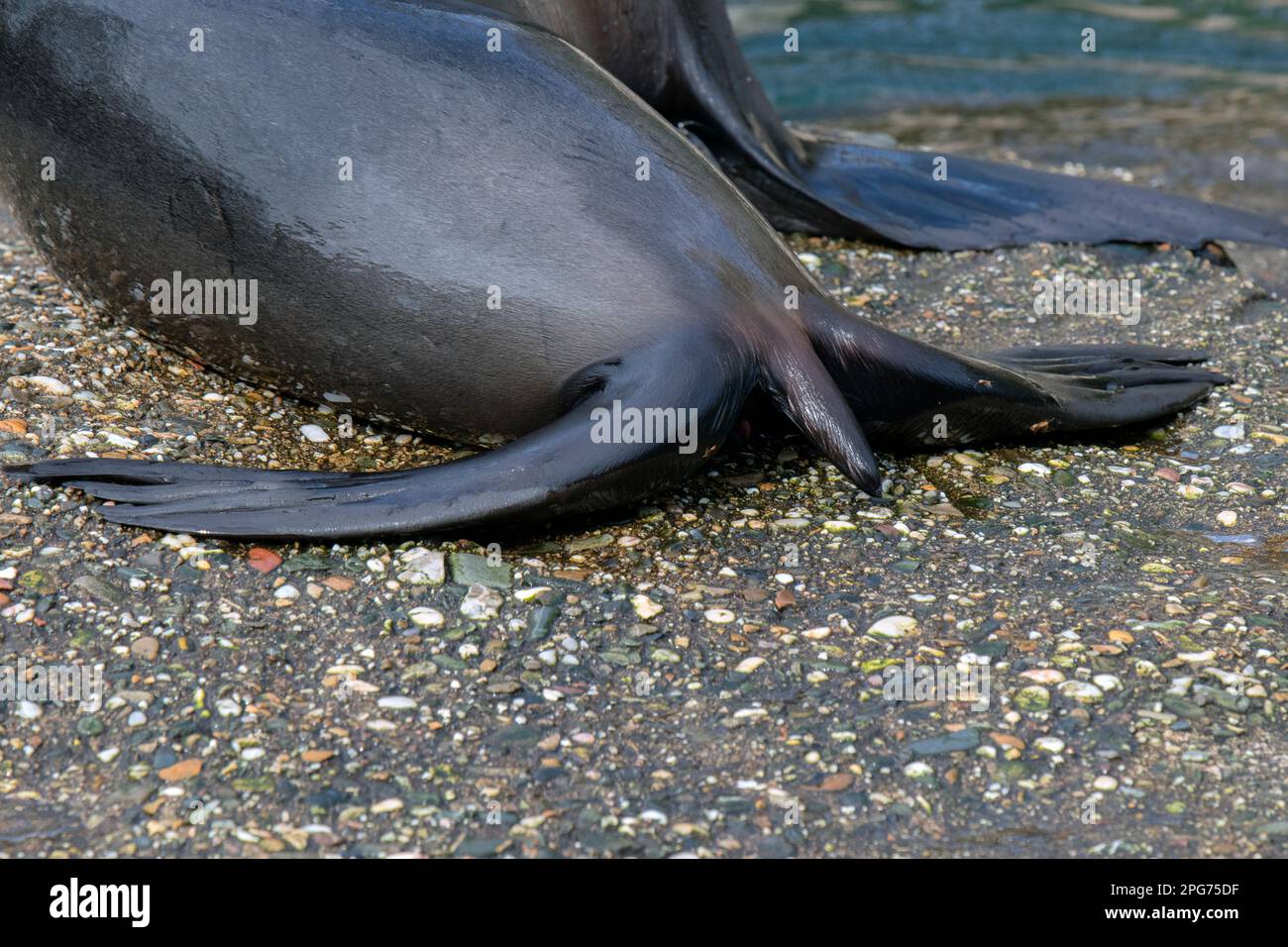 Seal tail up close hi-res stock photography and images - Alamy
