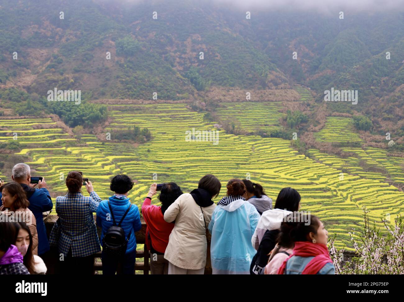 Cole flowers enter the best viewing season, attracting people to enjoy ...