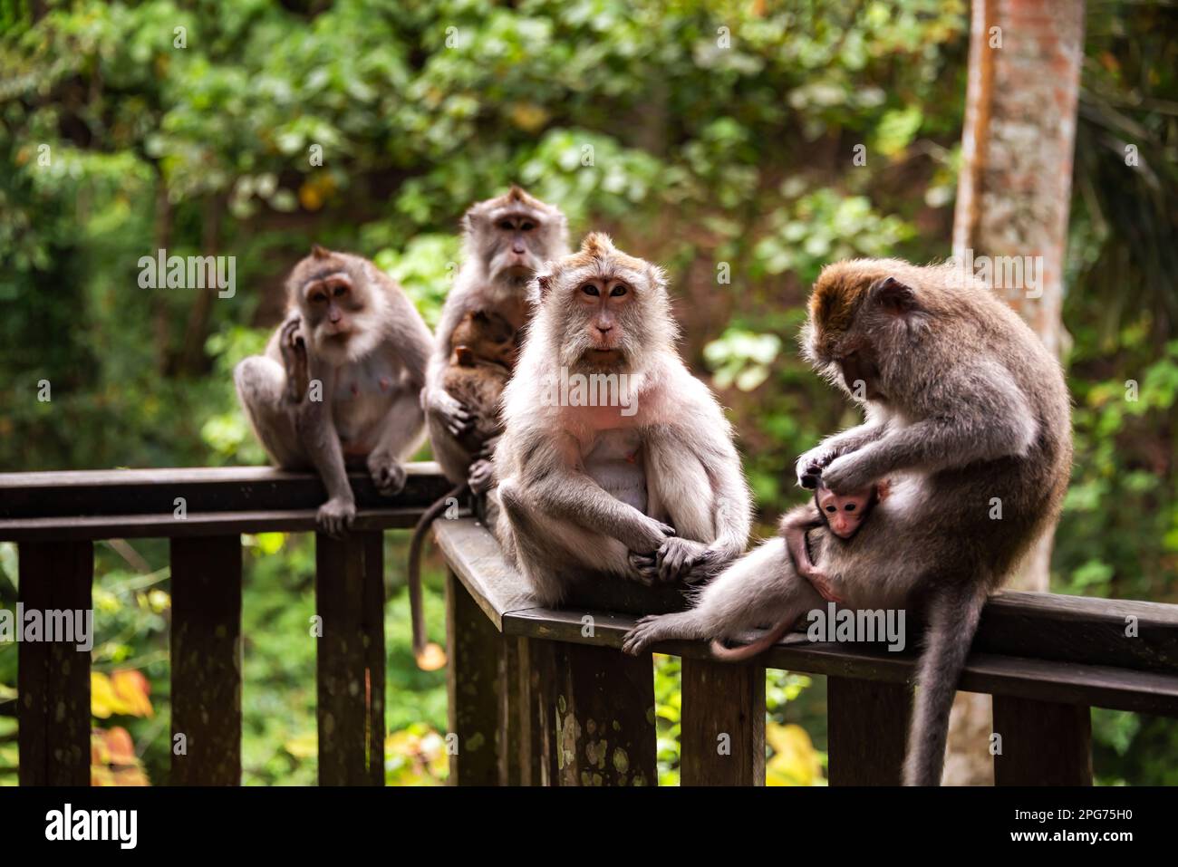 Group of wild monkeys in tropical rainforest in Asia Stock Photo - Alamy