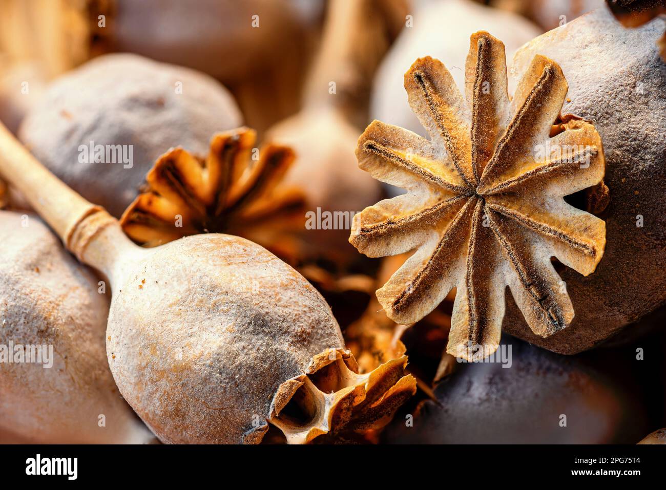 Macrophotography of many poppy heads in a wicker basket Stock Photo - Alamy