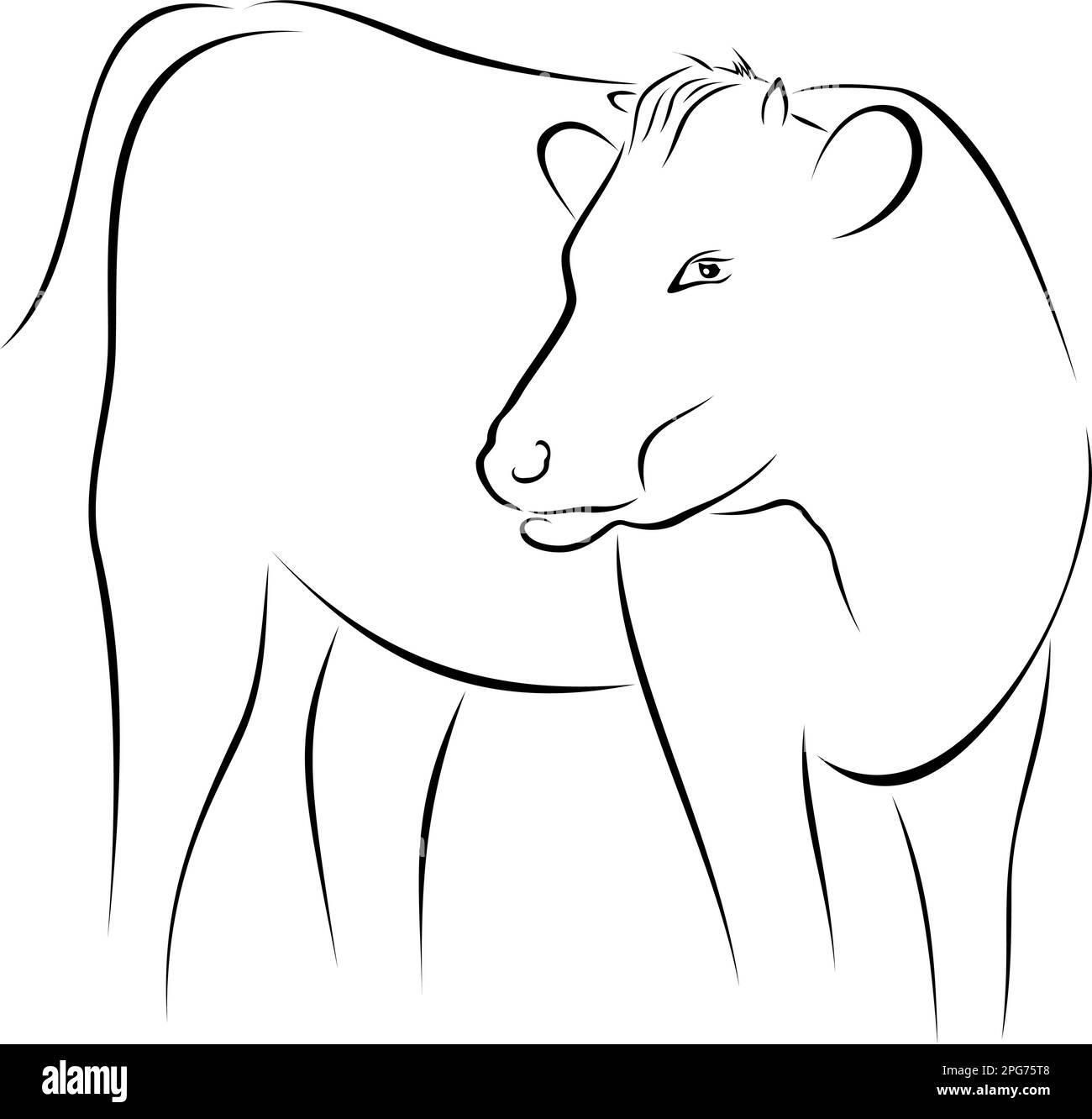 Cow on sketch Stock Vector Image & Art - Alamy