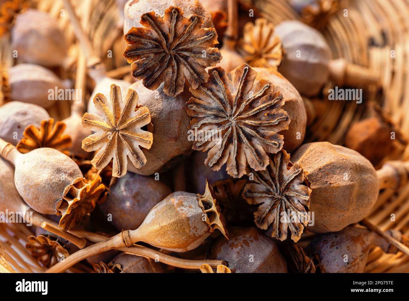 Closeup photography of many poppy heads in a wicker basket Stock Photo ...