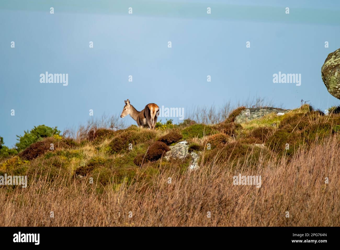 Red Deer on Castlegoland by Portnoo, County Donegal, Ireland Stock ...