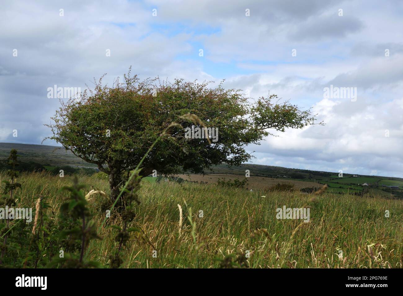 Common Hawthorn (Crataegus monogyna) windswept tree near Kilfenora, The ...