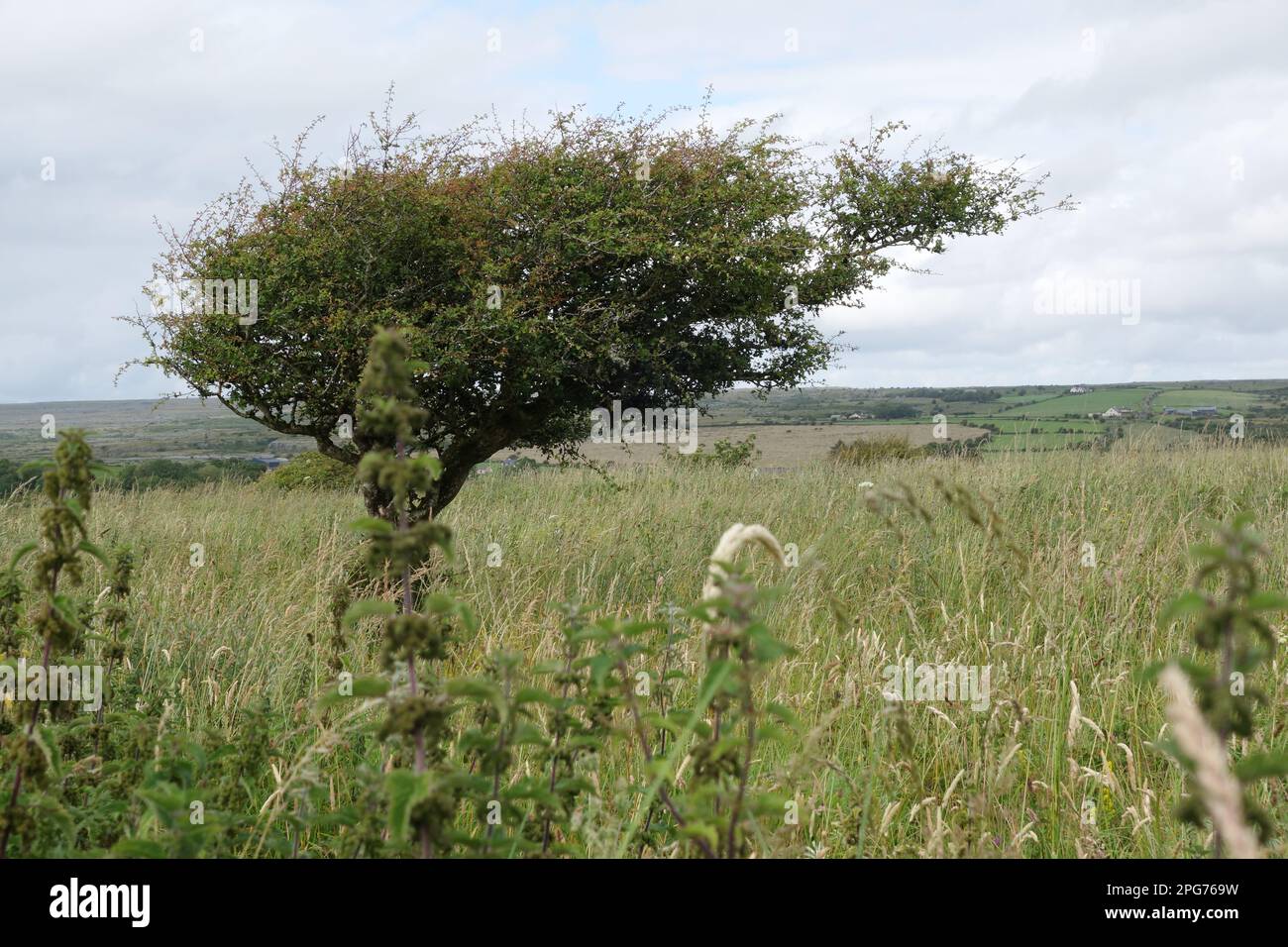 Common Hawthorn (Crataegus monogyna) windswept tree near Kilfenora, The ...