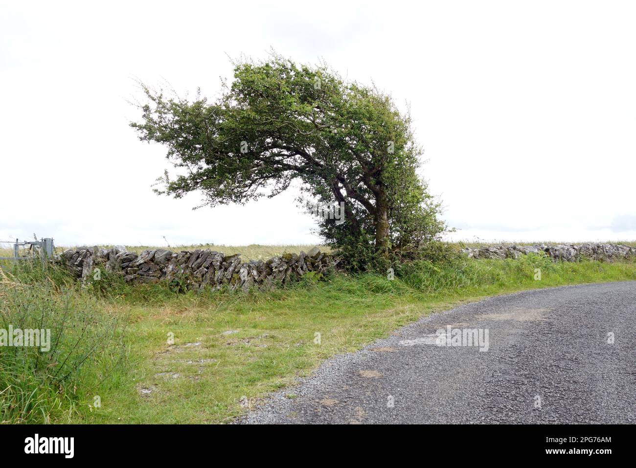 Common Hawthorn (Crataegus monogyna) windswept tree near Kilfenora, The ...