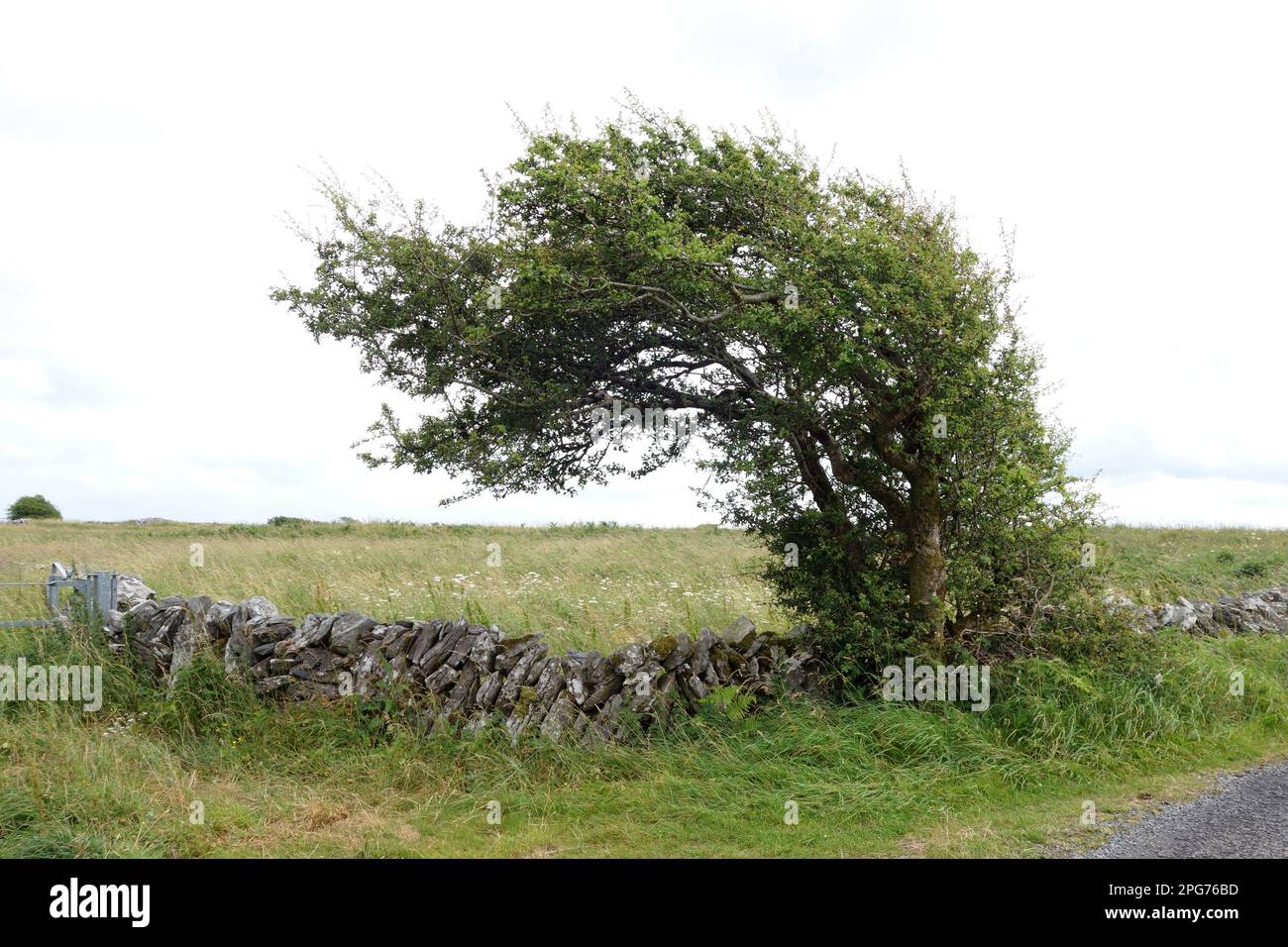 Common Hawthorn (Crataegus monogyna) windswept tree near Kilfenora, The ...
