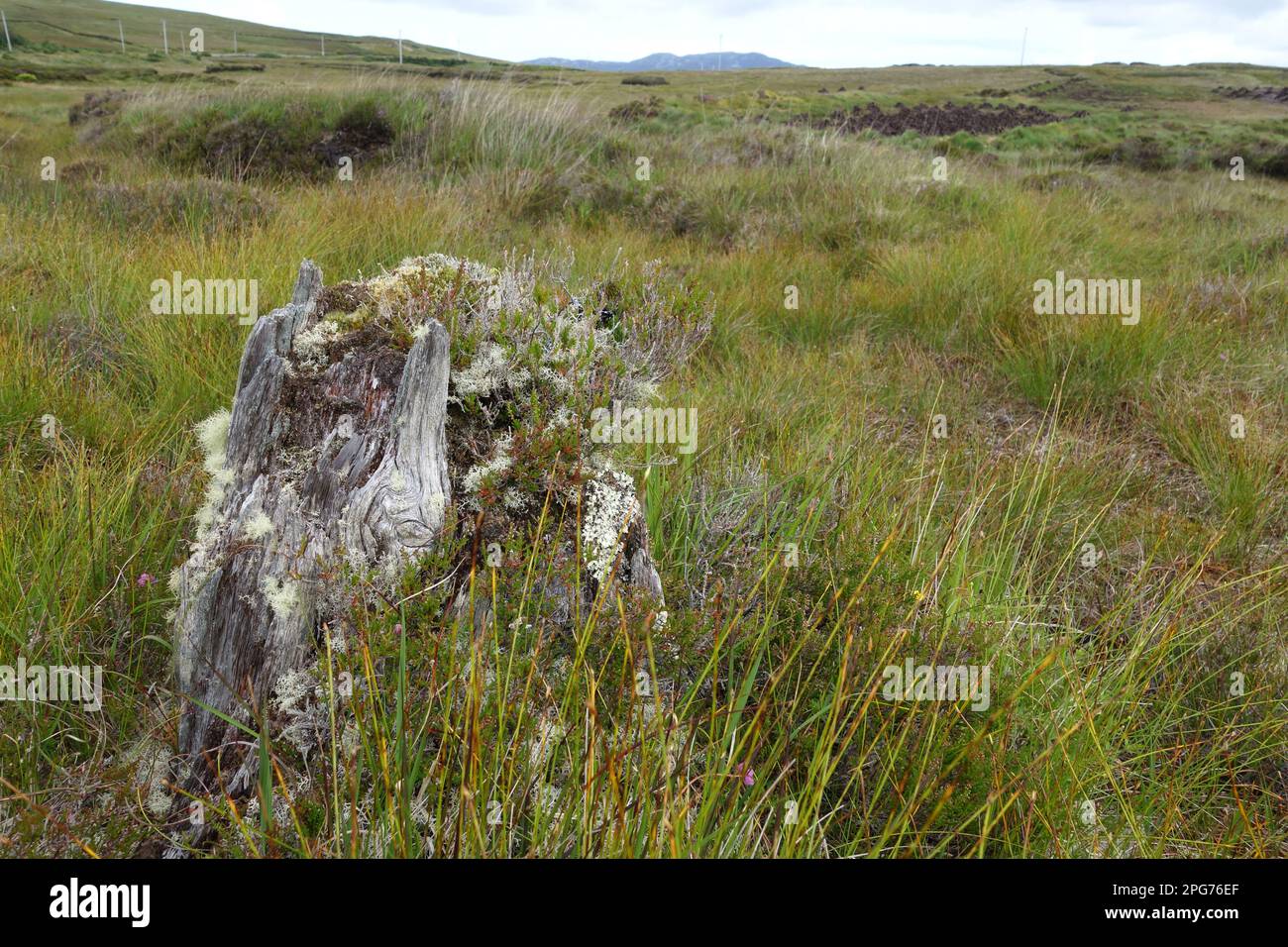 mosses and lichen in peat landscape near Letternoosh on the Wild ...