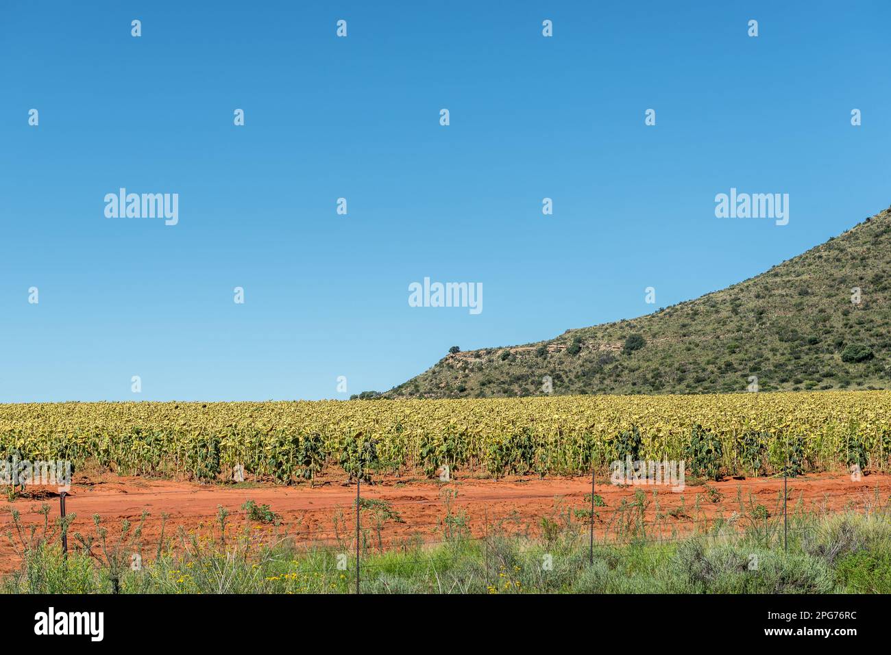 A field of sunflowers in red soil next to road S129 between Luckhoff ...