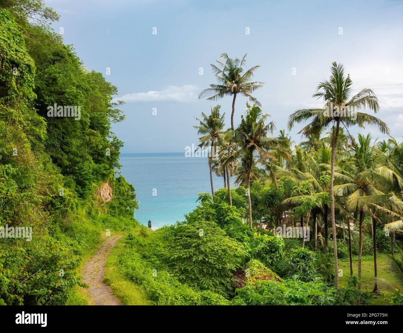 Path to the sea coast among palm trees and lush rainforest Stock Photo ...