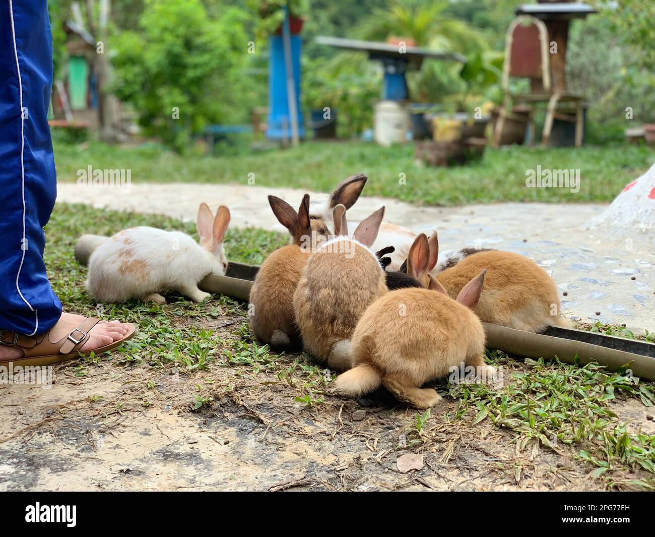 Playful rabbits eating on grass hi-res stock photography and images - Alamy