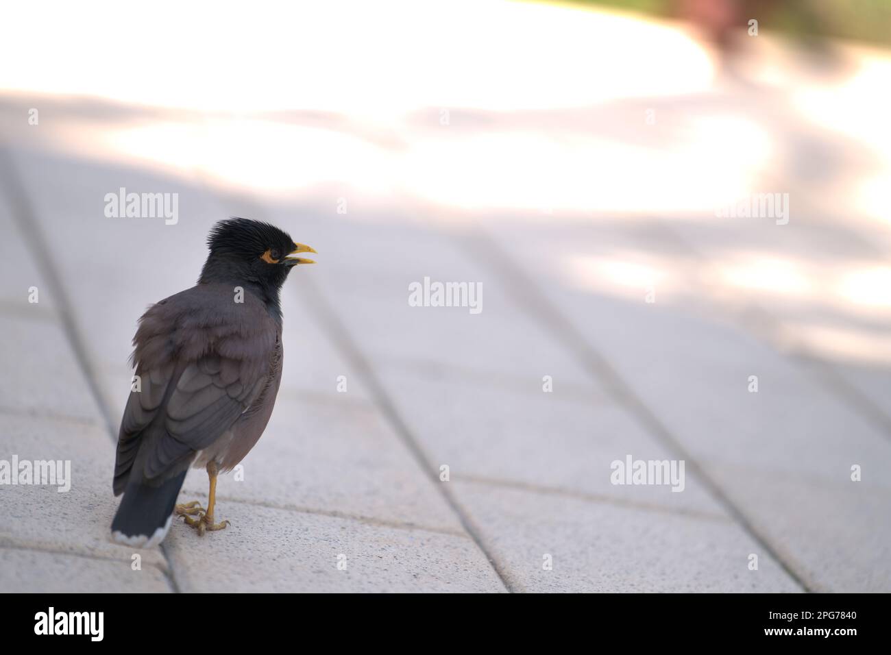 Lively bird stands hi-res stock photography and images - Alamy