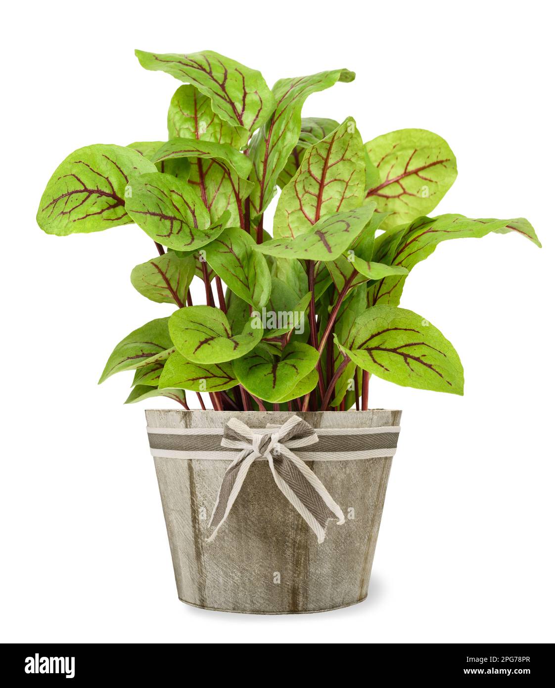 Sorrel plant hi-res stock photography and images - Alamy