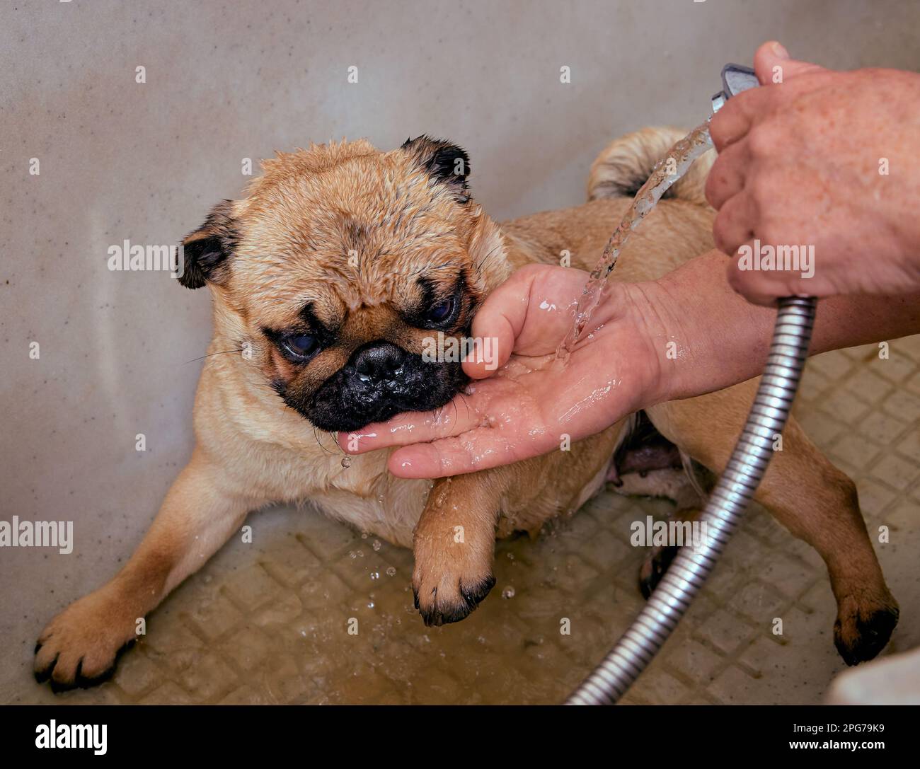 Pug dog bathing in to the bath in the groomer salon Stock Photo - Alamy
