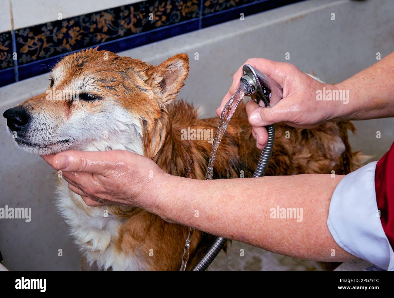 How Do You Bathe A Shiba Inu