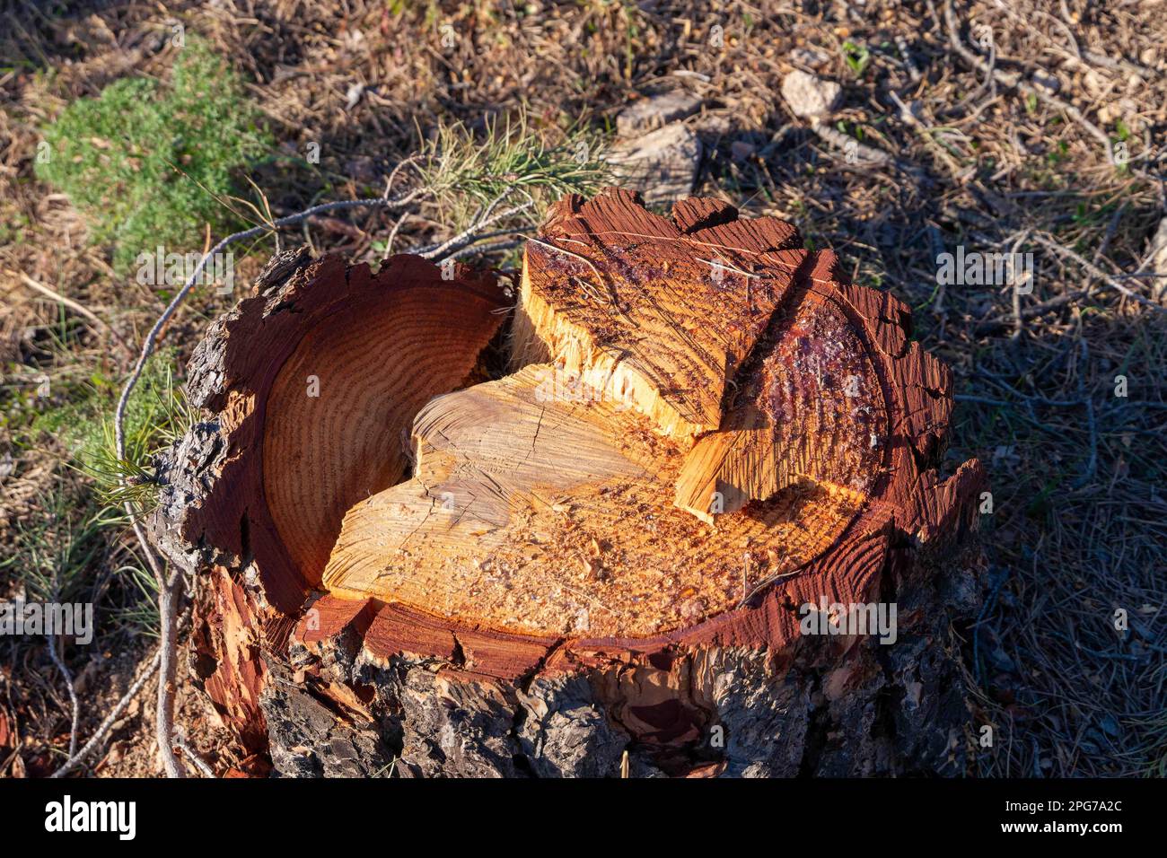 Freshly cut tree trunk. Forest scene. Deforestacion, environmental ...