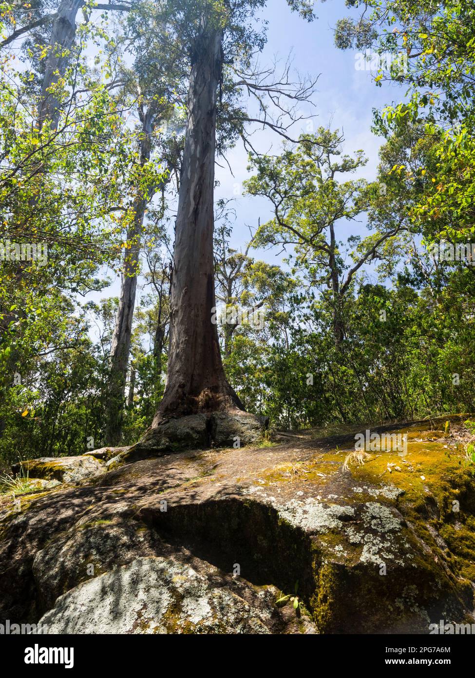 The "Tree in the Rock" - actually a mature karri tree on a granite ...