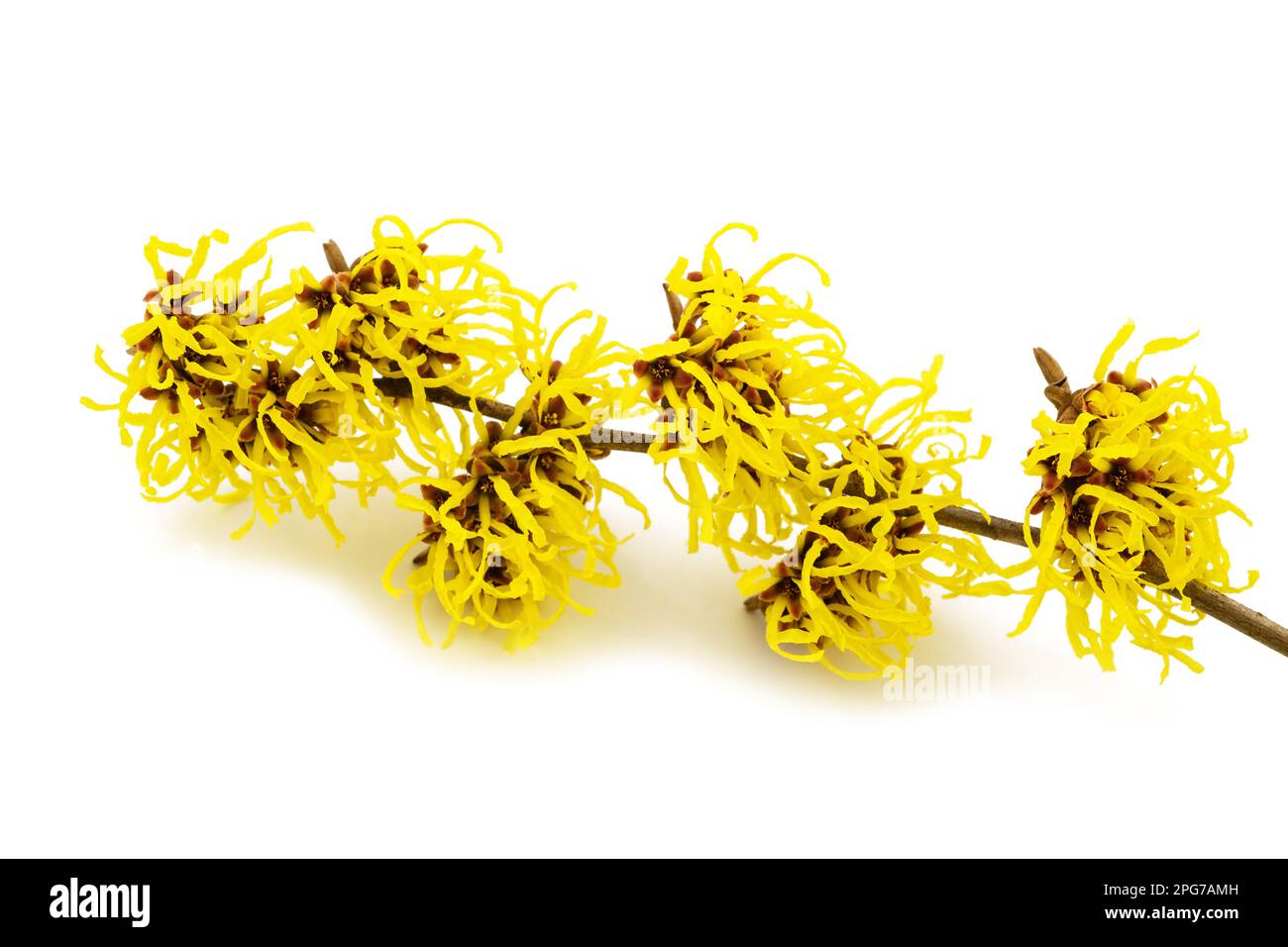 American witch hazel flowers isolated on white background Stock Photo ...