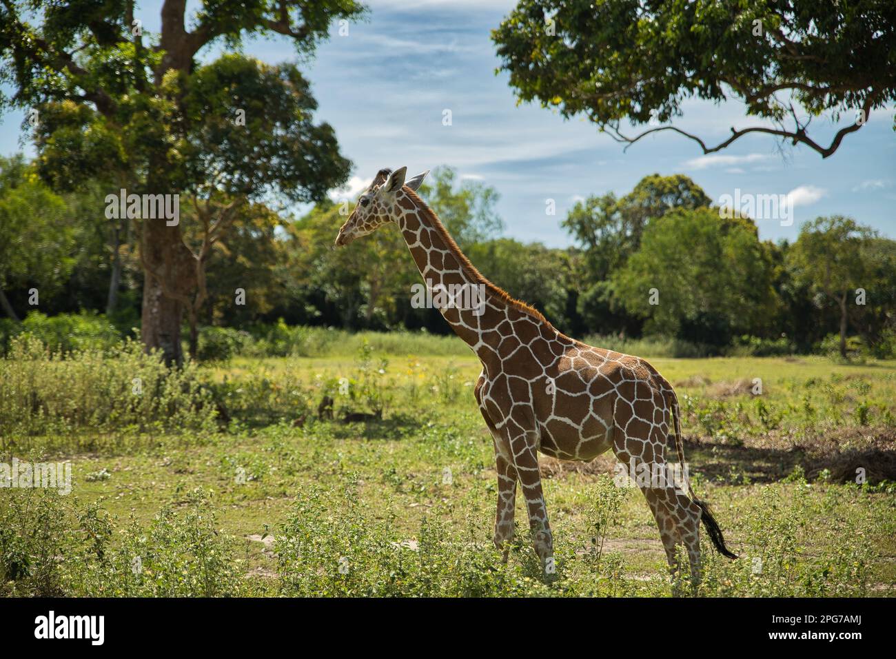 Full body portrait young giraffe hi-res stock photography and images ...