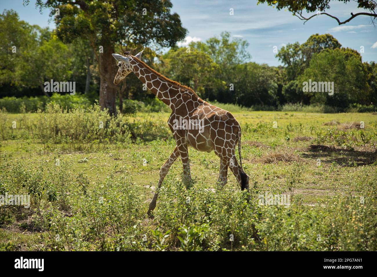 Full body portrait young giraffe hi-res stock photography and images ...