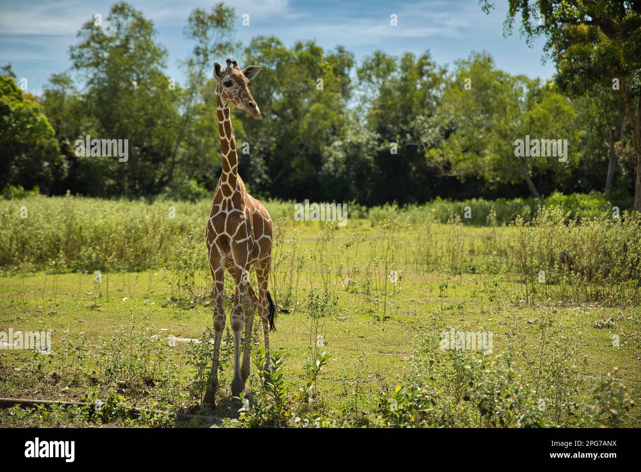 Full body portrait young giraffe hi-res stock photography and images ...