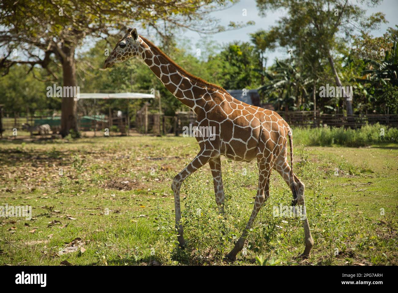Full body portrait young giraffe hi-res stock photography and images ...