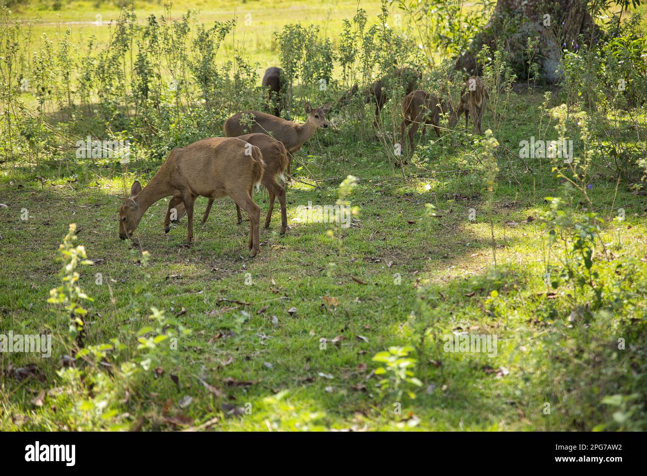 A herd of small Palawan deer in a sunlit meadow with shrubs Stock Photo ...