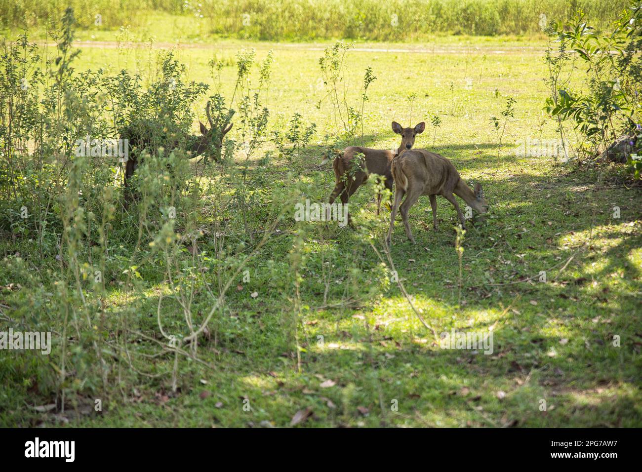 A herd of small Palawan deer in a sunlit meadow with shrubs Stock Photo ...
