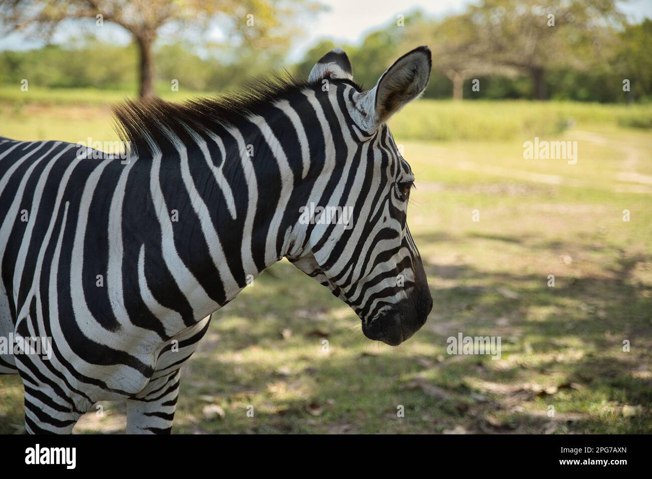 Close-up of a zebra on a sunny meadow under a shady tree canopy which ...