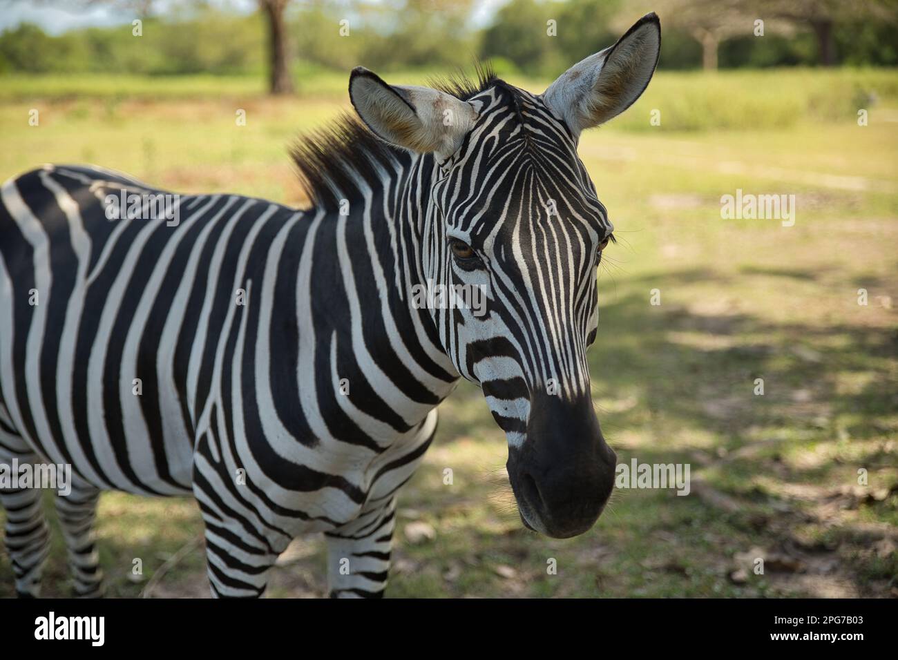 Close-up of a zebra in a sunny meadow under a shady tree canopy looking ...