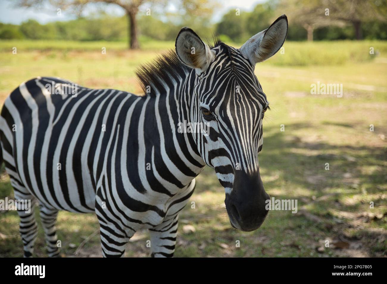 Close-up of a zebra in a sunny meadow under a shady tree canopy looking ...