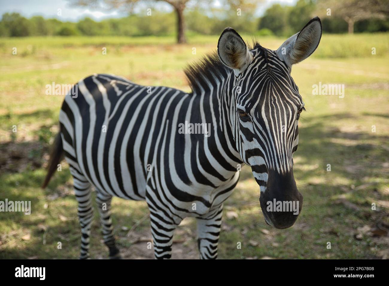 Close-up of a zebra in a sunny meadow under a shady tree canopy looking ...