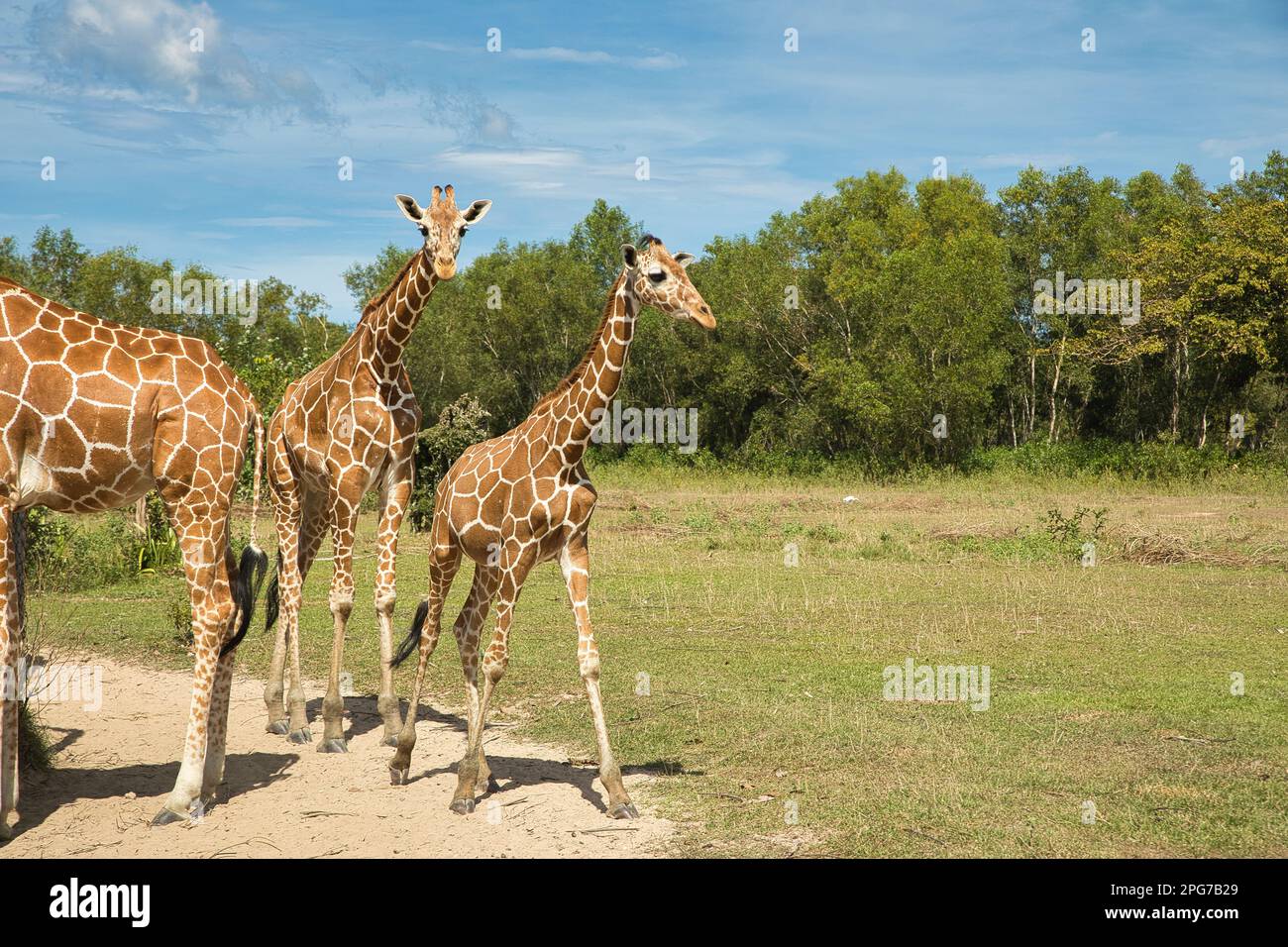 Full body portrait young giraffe hi-res stock photography and images ...