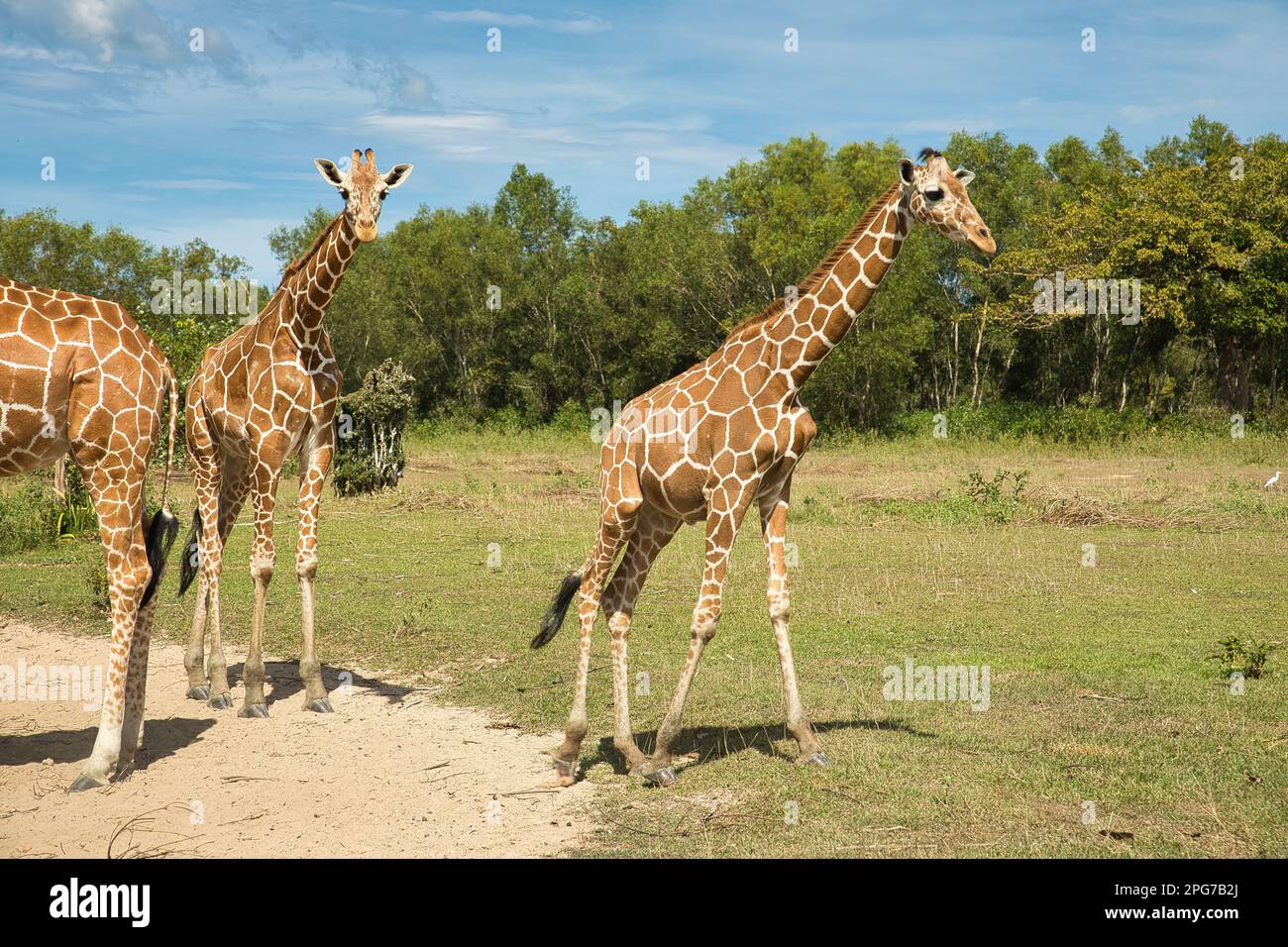Full body shots of free running young giraffes on a green meadow, trees ...