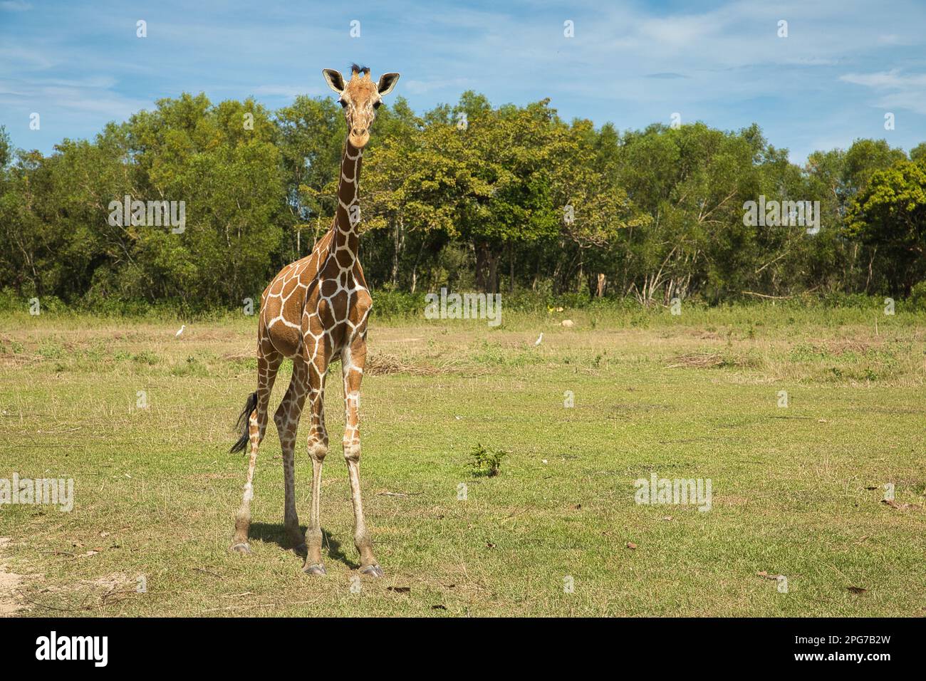 Full body portrait young giraffe hi-res stock photography and images ...