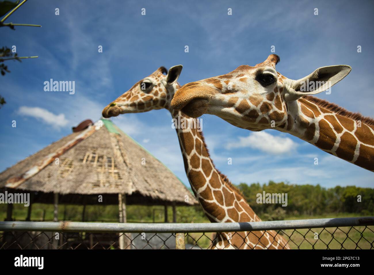 African giraffes in zoo close hi-res stock photography and images - Alamy