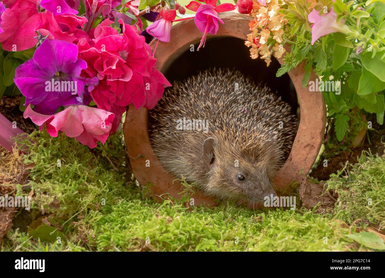 Hedgehog, scientific name: erinaceus europaeus. Wild, native, European ...