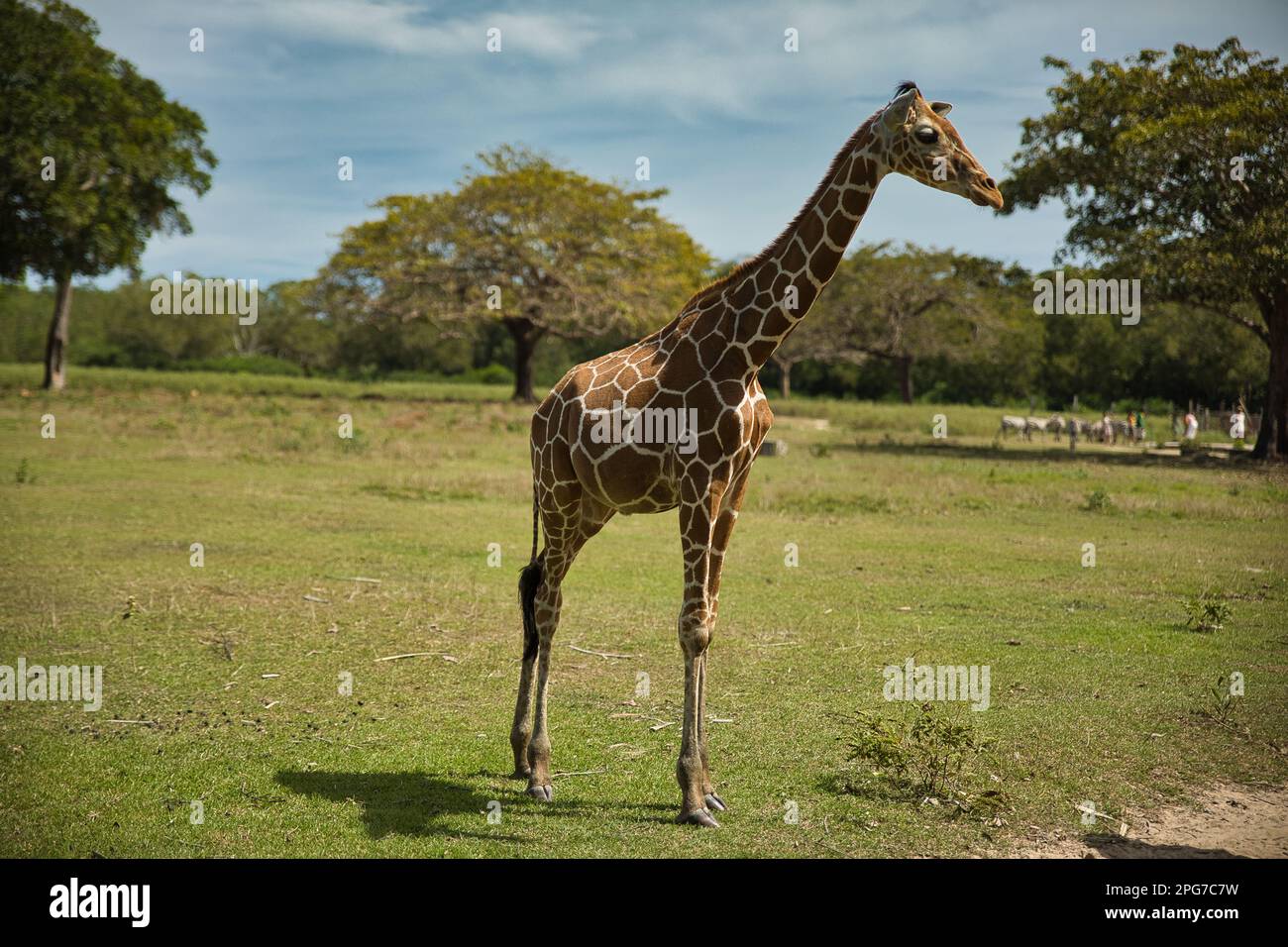 Full body portrait young giraffe hi-res stock photography and images ...