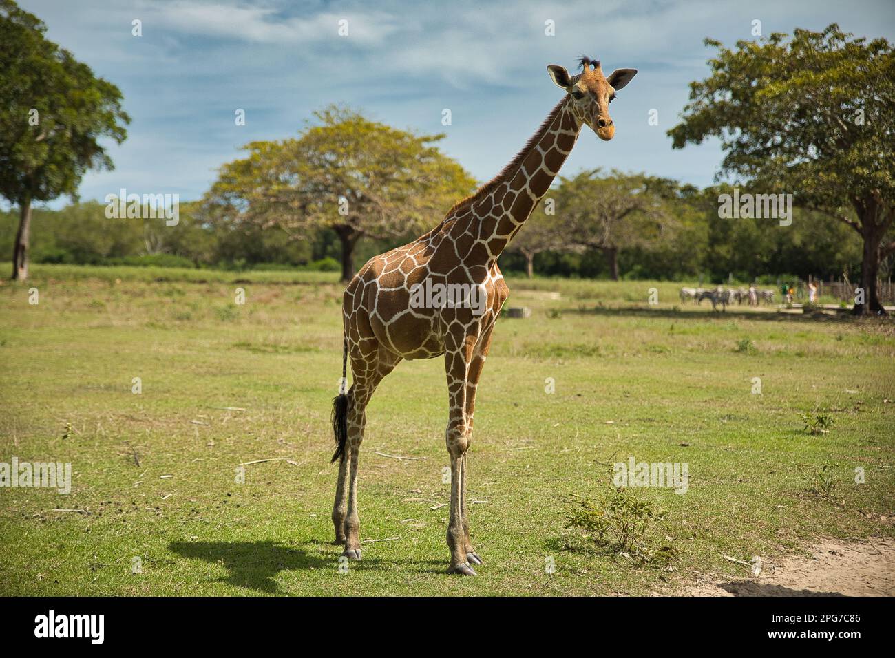 Full body portrait young giraffe hi-res stock photography and images ...