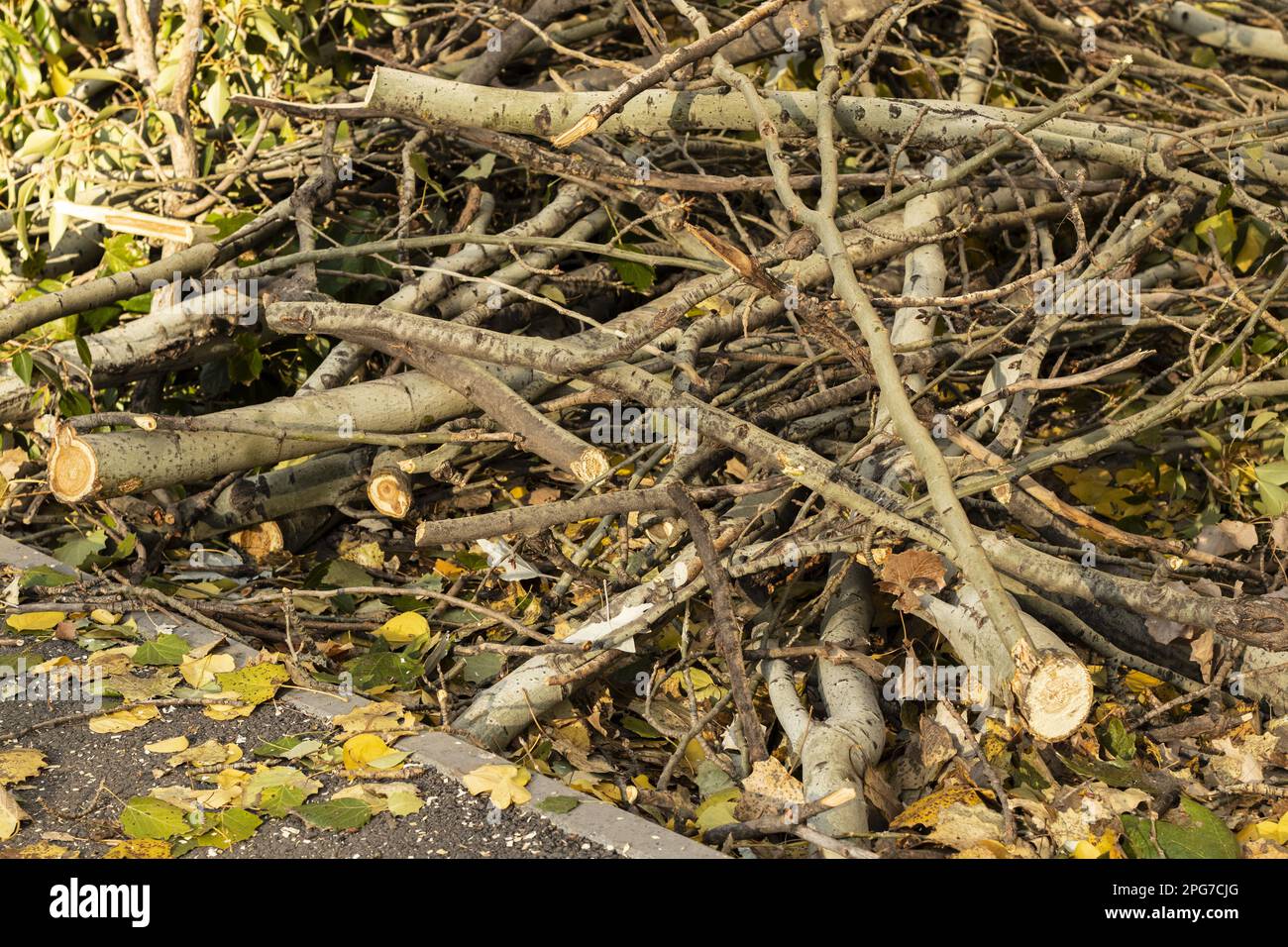 A lot of cut branches from a tree on a street in the city, cut branches ...