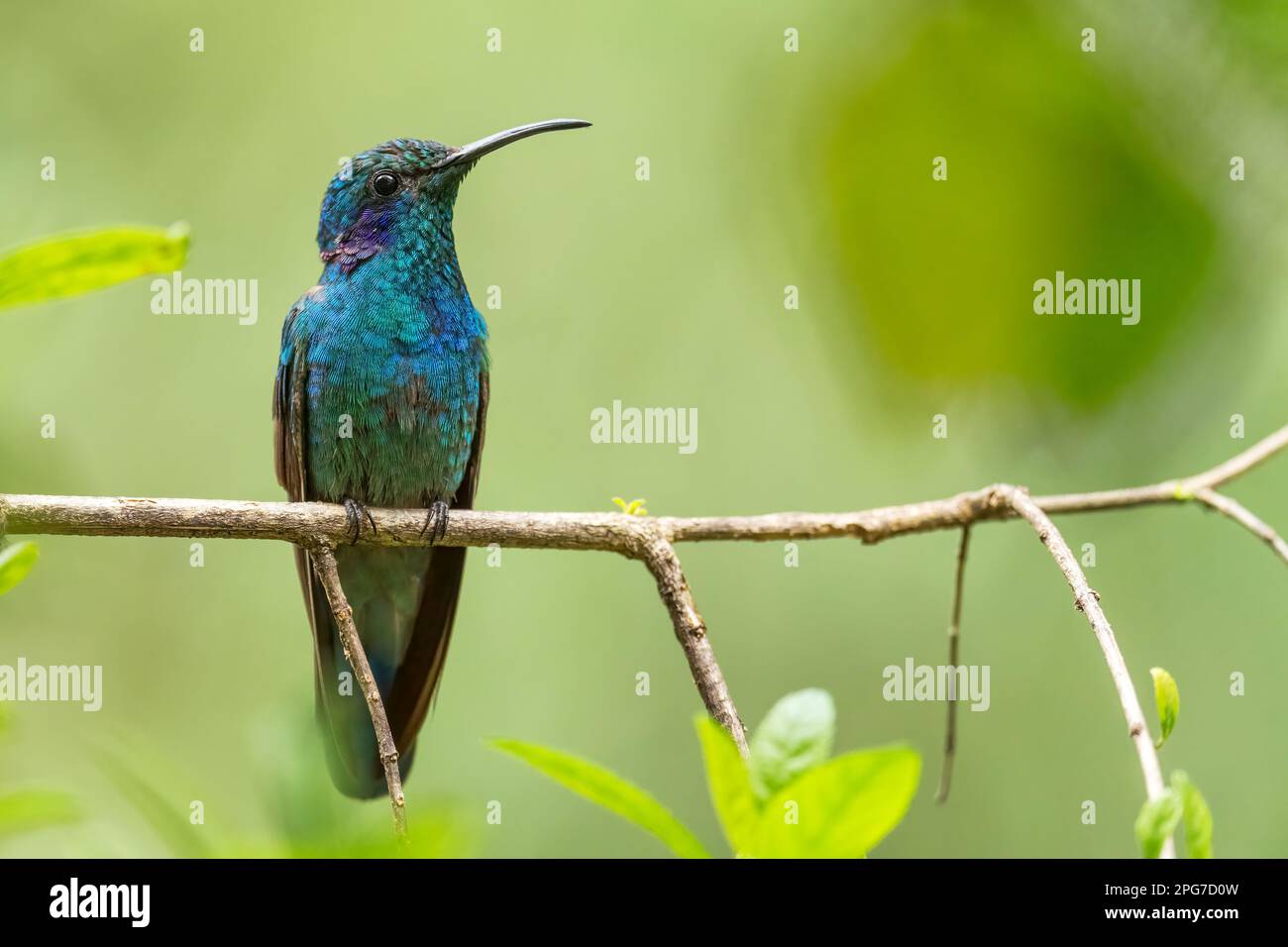 Lesser Violetear - Colibri cyanotus, beautiful violet and green ...