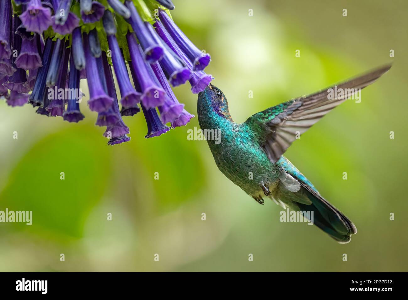 Lesser Violetear - Colibri cyanotus, beautiful violet and green ...