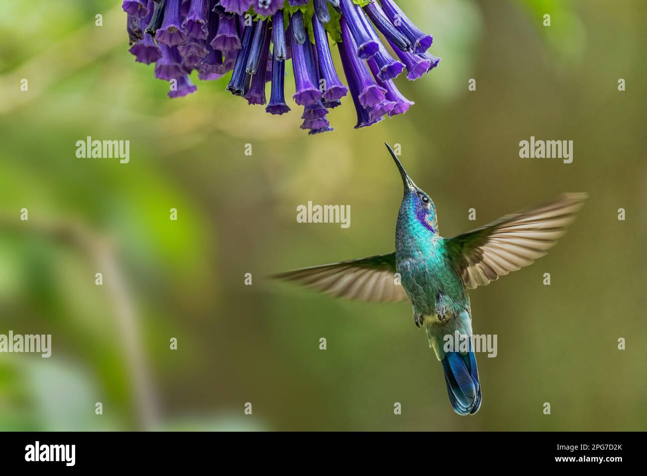 Lesser Violetear - Colibri cyanotus, beautiful violet and green ...