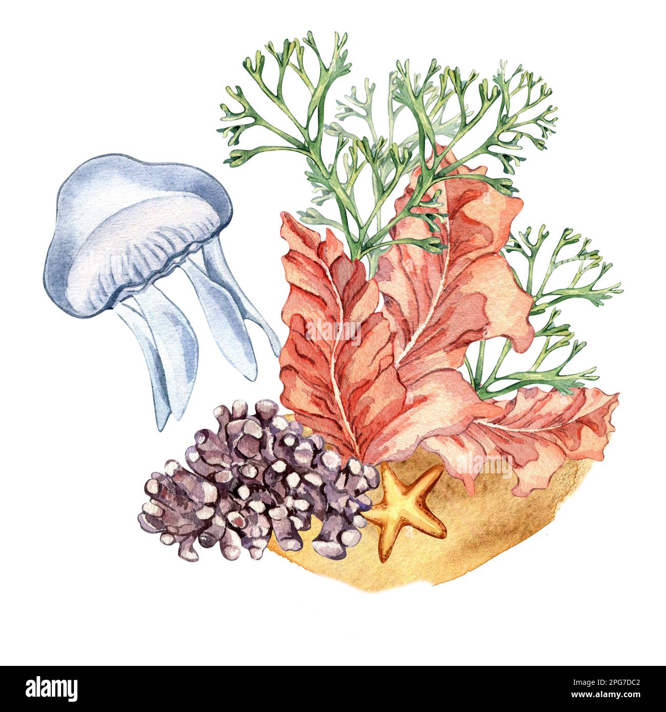 Composition of colorful sea plants watercolor illustration isolated on ...