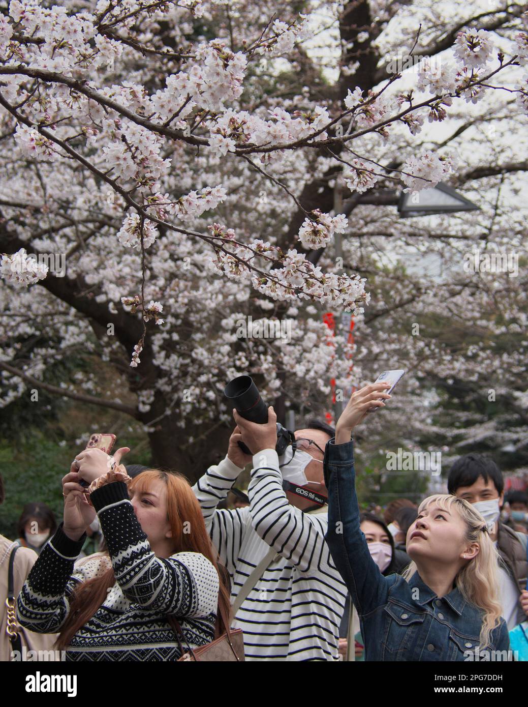 Tokyo, Japan. 21st Mar, 2023. People take photos cherry blossoms at the ...