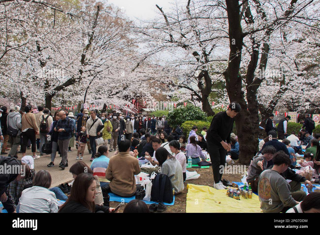 Tokyo Japan Party Party On