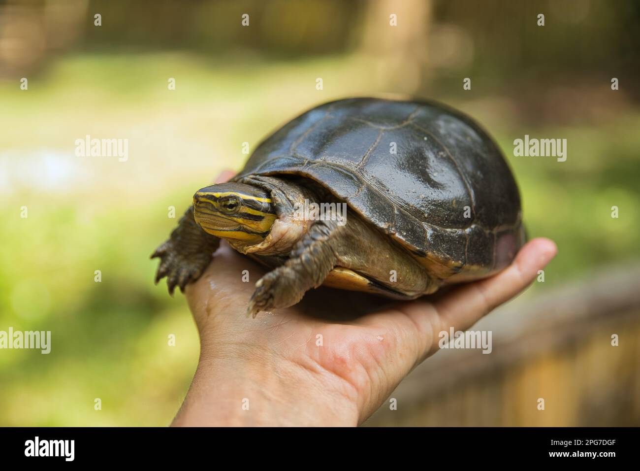 Wood turtle skin close up hi-res stock photography and images - Alamy