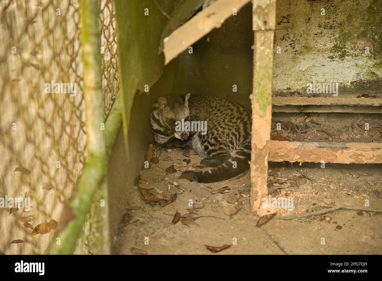 A striped musang in its cage, huddled in the corner Stock Photo - Alamy