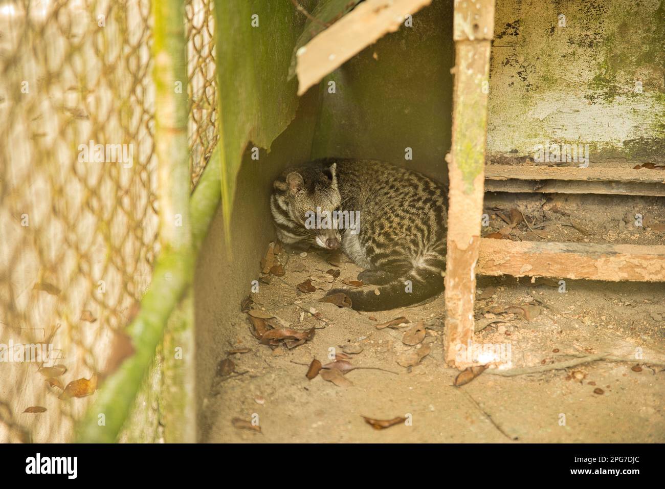 A striped musang in its cage, huddled in the corner Stock Photo - Alamy